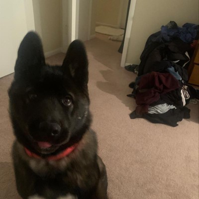 Basic Dtm Dog Adjustable Collar - Tomato Red - Boots & Barkley™ : Target