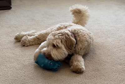 Multipet Latex Polka Dot Pig Dog Toy - Blue - 9" : Target