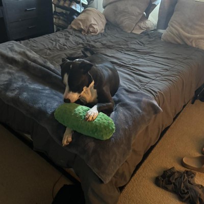 Bark Big Dill Bill Pickle Dog Toy - Green : Target