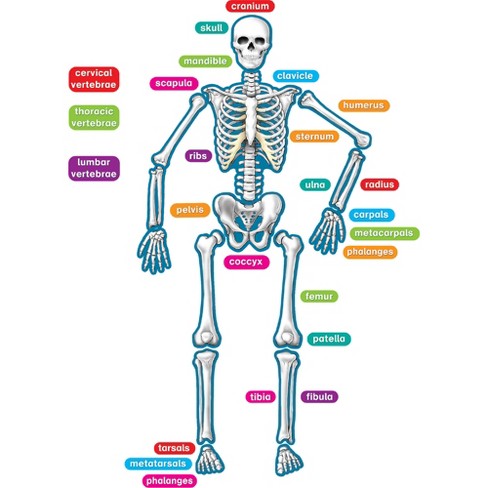 Teacher Created Resources Human Skeleton Magnetic Accents : Target