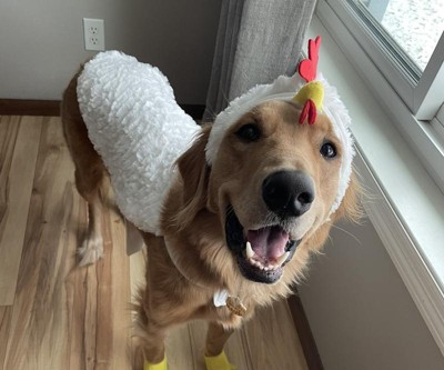Halloween Full Body White Chicken Dog And Cat Costume Hyde And Eek Boutique Target