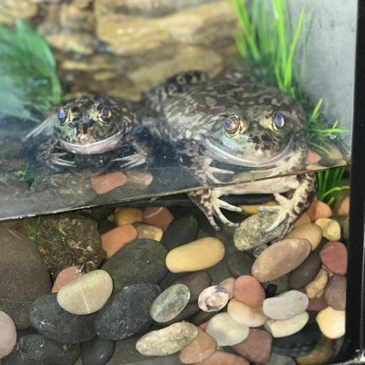 Crystal Geyser Spring Water - 1gal (128 Fl Oz) Jug : Target