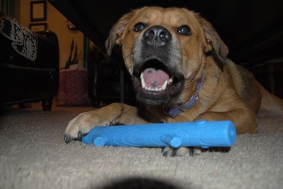 Long Rubber Stick With Crinkles Dog Toy - Blue - Boots & Barkley™ : Target