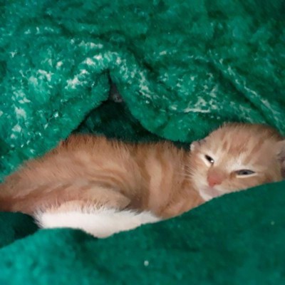 Meow Mix Tender Favorites With Liver, Turkey, Chicken & Beef Flavors ...