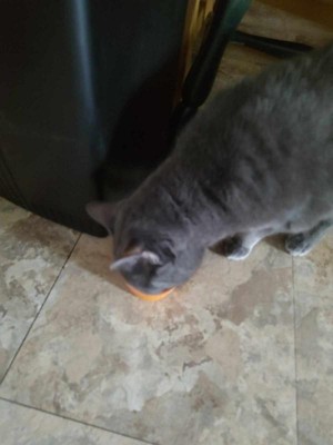 Meow Mix Tender Favorites With Liver, Turkey, Chicken & Beef Flavors ...