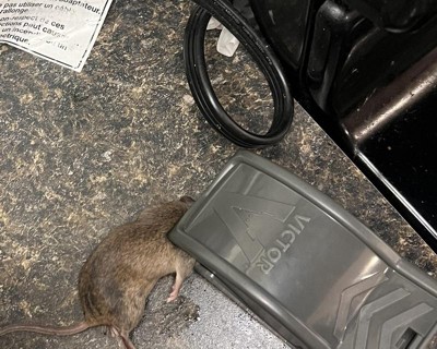 Victor Safe-set Mouse Traps - 2pk : Target