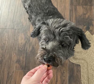 Bark Fruity Toot Loops Mixed Berry Flavor Blend Crunchy Dog Treats ...