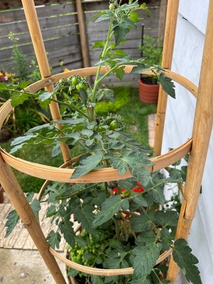 Gardener's Supply Company Elevated Bamboo Tomato Planter And Trellis ...