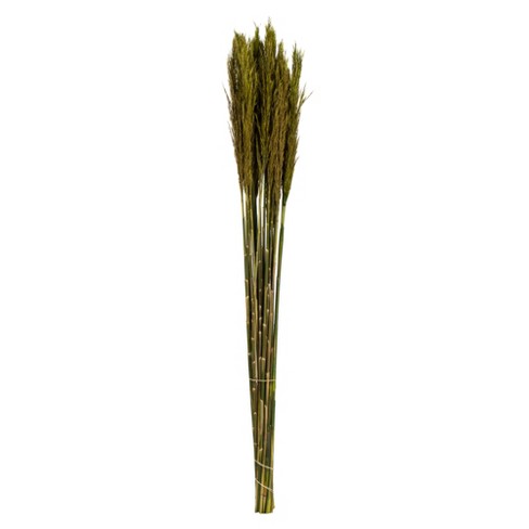 Vickerman 36" Green Plume Reed Bundle (15-20 Stems), Preserved : Target