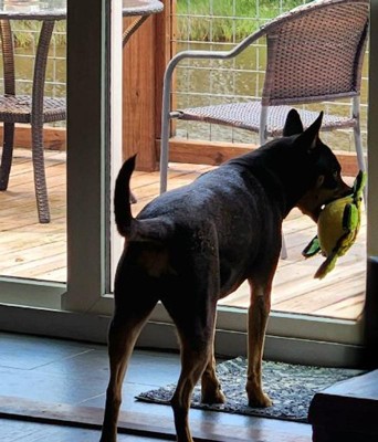 Kong Tough Plush Turtle Dog Toy - Green : Target