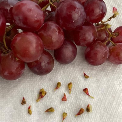 Organic Red Seedless Grapes - 1.5lb : Target