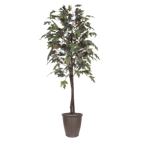Vickerman 6' Artificial Frosted Maple, Black Plastic Pot In A 7"lx7"wx6 ...