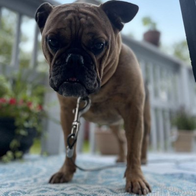 Three Dog Bakery Puppy Peanut Butter Dog Treats - 11.8oz : Target