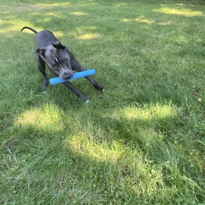 Long Rubber Stick With Crinkles Dog Toy - Blue - Boots & Barkley™ : Target