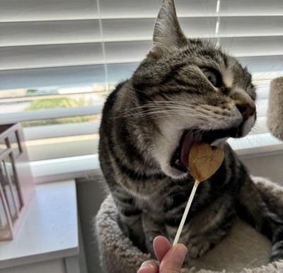 Bonkers Purrpops Tip Top Tuna Flavor Lollipop Freeze-dried Cat Treats ...
