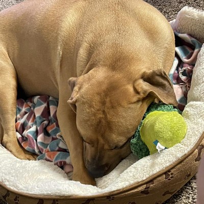 Bark Punk Brocc Broccoli Dog Toy : Target