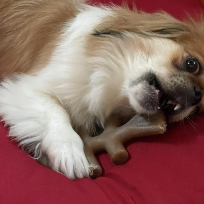 Benebone Fishbone Dog Chew Toy - Fish - M : Target