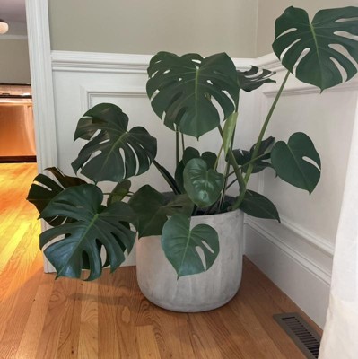 Concrete Planter Pots - Project 62™ : Target