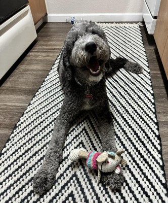Rocket & Rex Chew Dog Ball Plush Toy Set - 6pk : Target