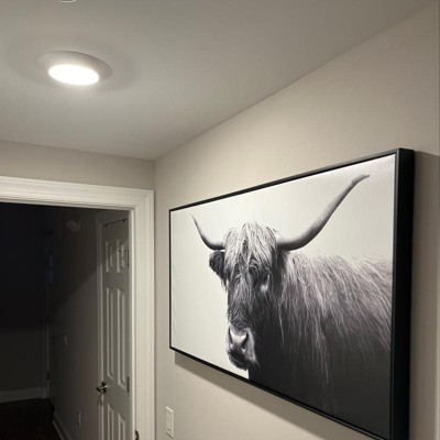 47" X 24" Highland Cow Framed Canvas - Threshold™ : Target