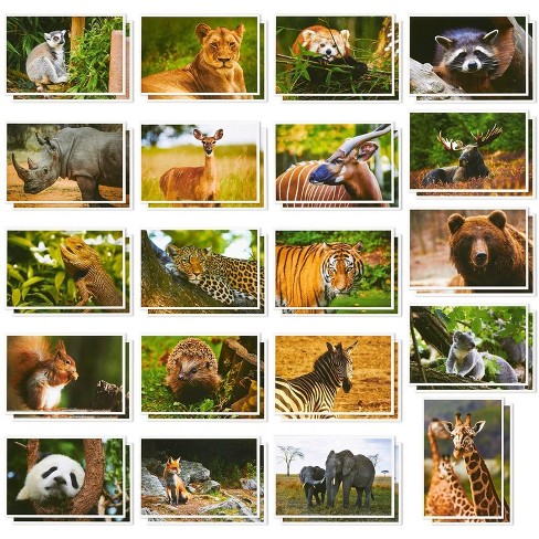 Best Paper Greetings Wild Animal Postcards – 40 Postcards – Bulk Set ...