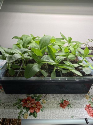 Burpee 36 Cell Superseed Seed Starting Tray : Target