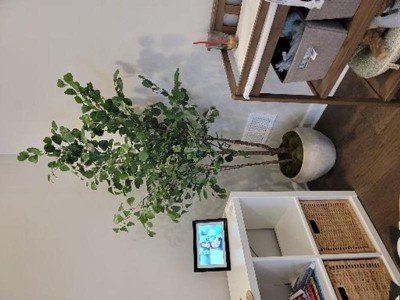 72" Artificial Ficus Tree - Threshold™ Designed With Studio Mcgee : Target