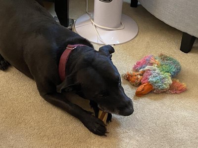 Busy Bone Twisted Chewy With Bacon Flavor Dog Treat - 36oz : Target