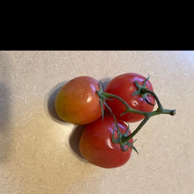 Organic On-the-vine Tomatoes - 1lb - Good & Gather™ : Target