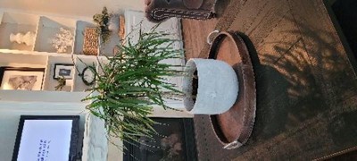 Concrete Planter Pots - Project 62™ : Target