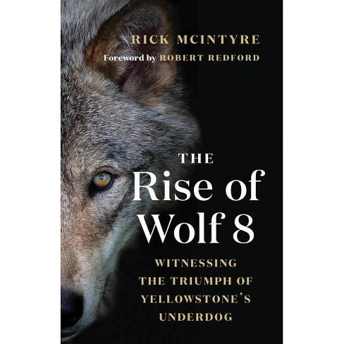 The Rise Of Wolf 8 - (the Alpha Wolves Of Yellowstone) By Rick Mcintyre ...