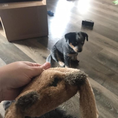 Zippypaws Zingy Raccoon Dog Toy : Target