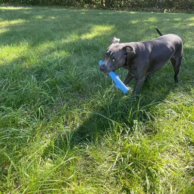 Long Rubber Stick With Crinkles Dog Toy - Blue - Boots & Barkley™ : Target