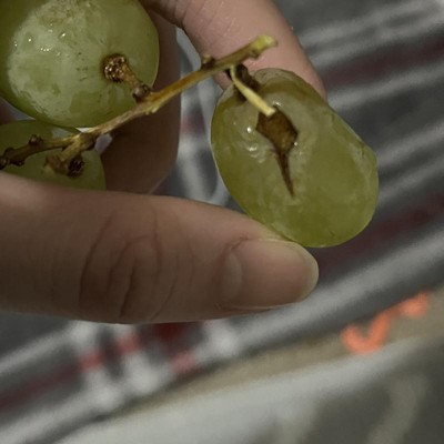 Extra Large Bi-color Seedless Grapes - 2lb : Target