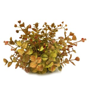 Sullivan's Eucalyptus Half Orb, Fall Faux Floral Decor for Crafting ...