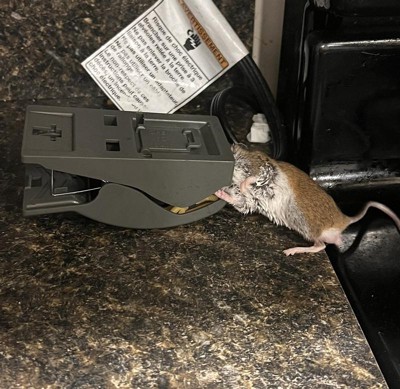 Victor Safe-set Mouse Traps - 2pk : Target