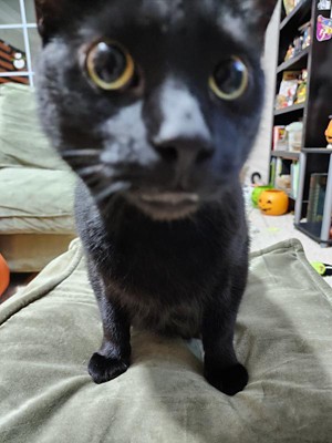Costa Cotton Velvet Pouf With Removable Fill Olive Green - Threshold ...