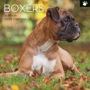 The Gifted Stationery 2025 Square Wall Calendar, Boxers, 16-month ...