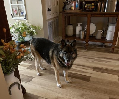 Freshpet Select Roll Tender Chicken And Vegetable Recipe Refrigerated ...