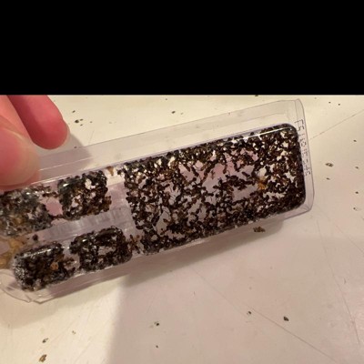 Terro Liquid Ant Baits - 6ct : Target