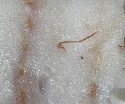 Alaska Cod Skinless Boneless Fillets - Frozen - 16oz - Good & Gather ...