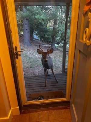 Ring Pan-tilt Indoor Cam With 360° Horizontal Pan Coverage, Live View ...