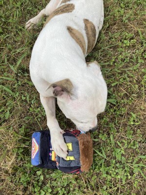 Bark Netflix Stranger Things The Palace Barkade Plush Dog Toy : Target