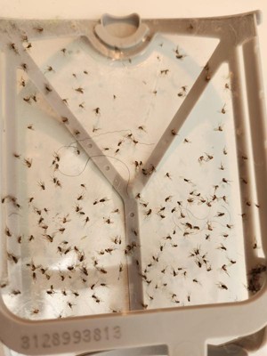 Zevo Indoor Flying Insect Trap Starter Kit For Fruit Flies, Gnats, And ...