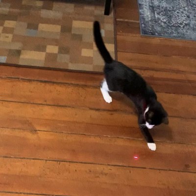 Smartykat Loco Laser Electronic Cat Toy : Target