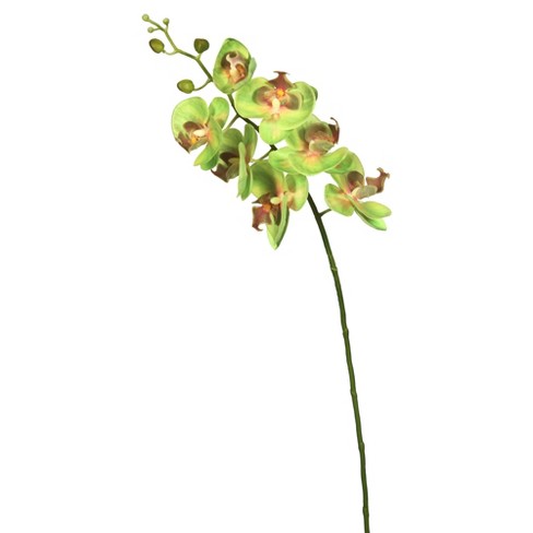 Vickerman 35" Green Real Touch Orchid Artificial Floral Stem : Target