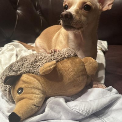 Multipet Hedgehog Dog Toy - Brown - 8" : Target