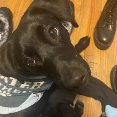 Bocce's Bakery Bedtime Tea With Vanilla And Banana Flavors Dog Treats ...