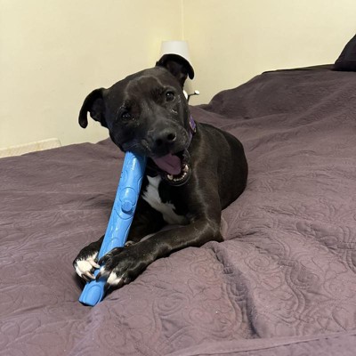 Long Rubber Stick With Crinkles Dog Toy - Blue - Boots & Barkley™ : Target