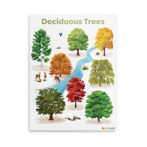 Kaplan Early Learning Deciduous Tree Giclee 18" X 24" Wall Print : Target